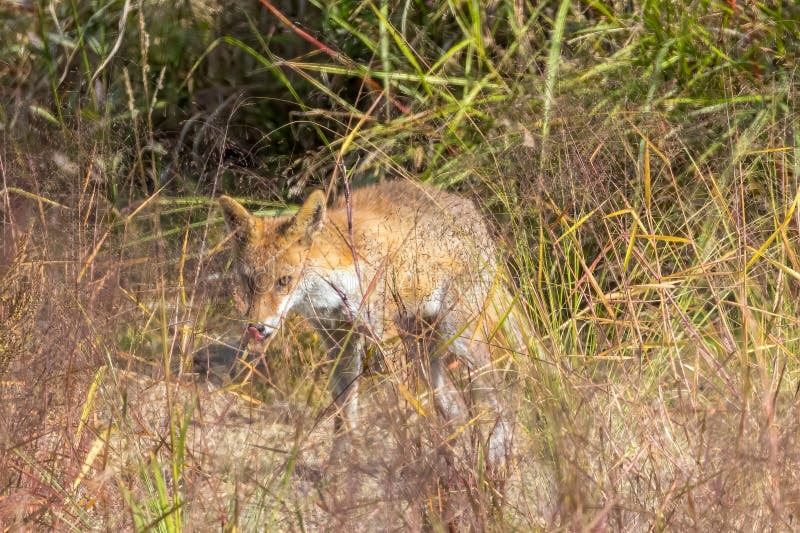 Fox Looking for Its Feed in a Bush Stock Image - Image of bush, animal ...