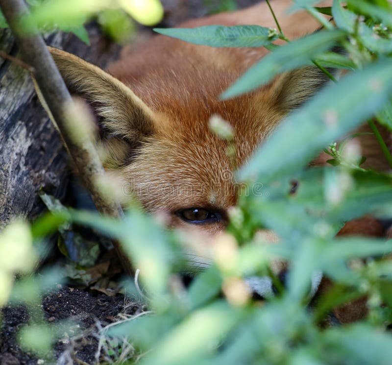 Fox Looking Out from Hiding Place Stock Photo - Image of insect, forest ...