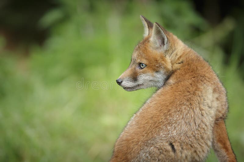 Red fox, looking up stock photo. Image of mammal, beauty - 72217910