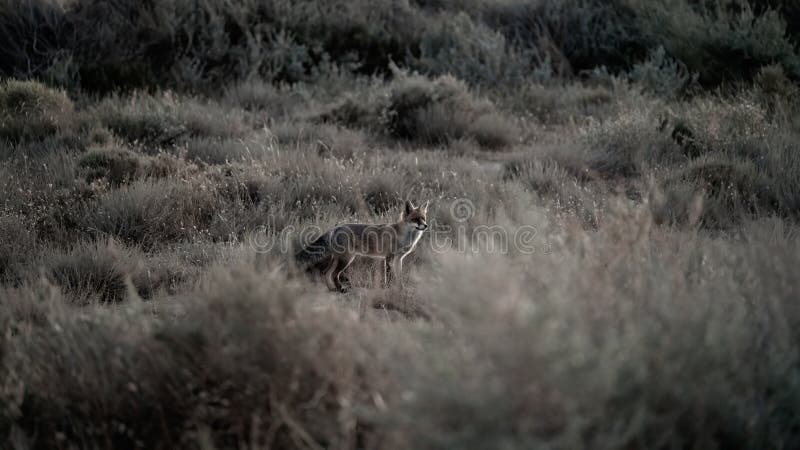 Fox Looking for Preys at Dusk in the Bush Stock Image - Image of emerge ...
