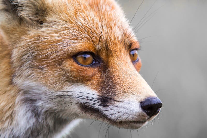 Fox stock image. Image of hair, dutch, dunes, orange - 43545993