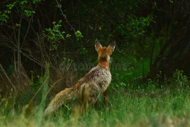 A Fox Looking Up through the Bushes Stock Photo - Image of face, forest ...