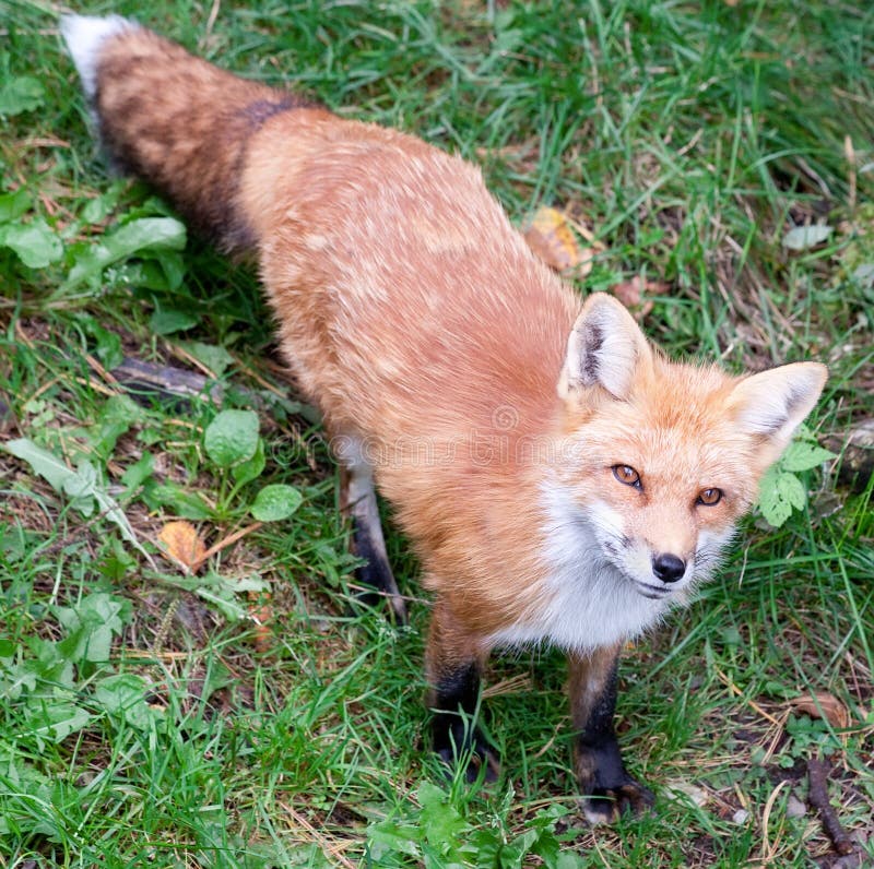 Fox is Looking Up at the Camera Stock Image - Image of quadruped, pose ...