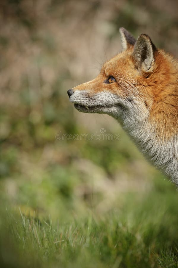 Fox looking up stock photo. Image of grass, forrest, european - 70747838