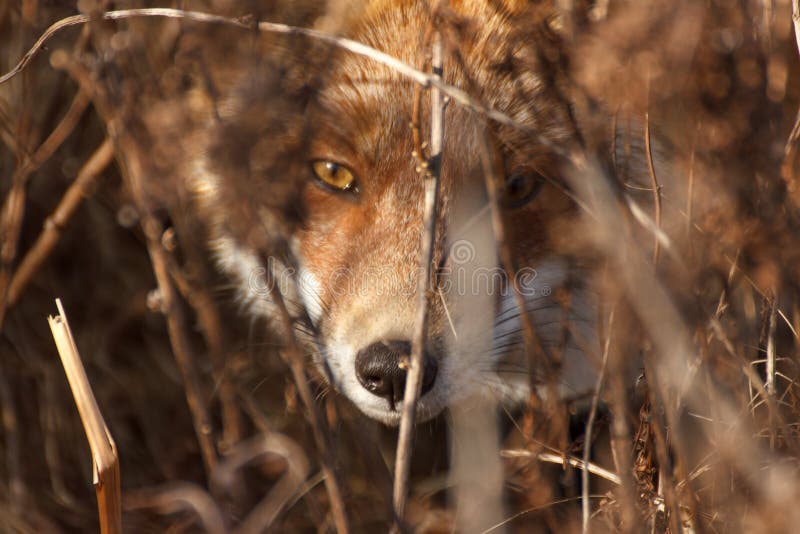 The Fox Looks into the Lens from a Thicket of Dry Autumn Grass Stock ...