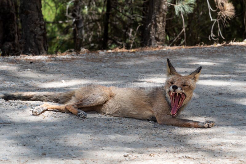 Fox Lying Down and Yawning, after Having Slept for the Day. Wild Fauna ...