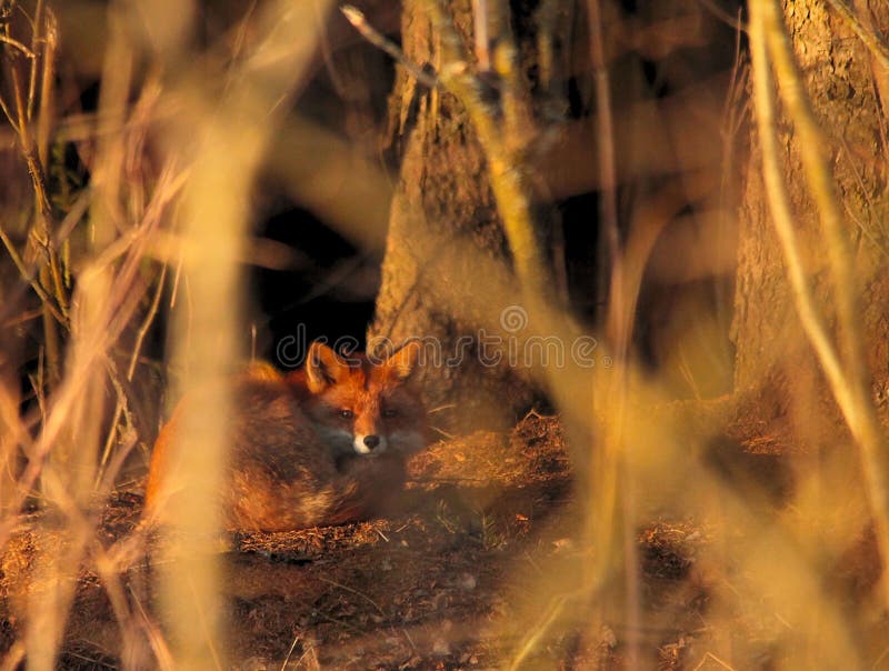 Fox Lying on the Ground in the Forest in Autumn. Stock Image - Image of ...