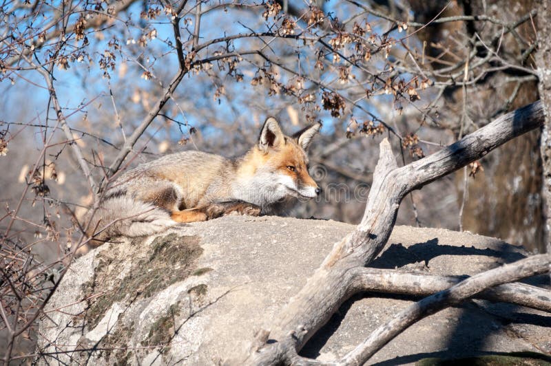 Fox Lying on a Rock Resting Under the Hot Sun - 2 Stock Photo - Image ...