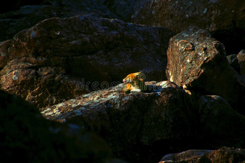 A big stone in the forest, stock image. Image of culture - 100980023