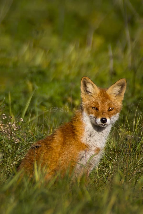 Fox in meadow stock image. Image of wildlife, wild, outdoors - 78474743