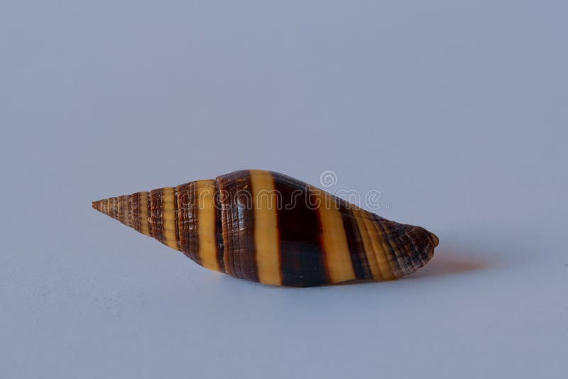 Fox Miter Shell. Vexillum Vulpecula Stock Image - Image of ocean ...