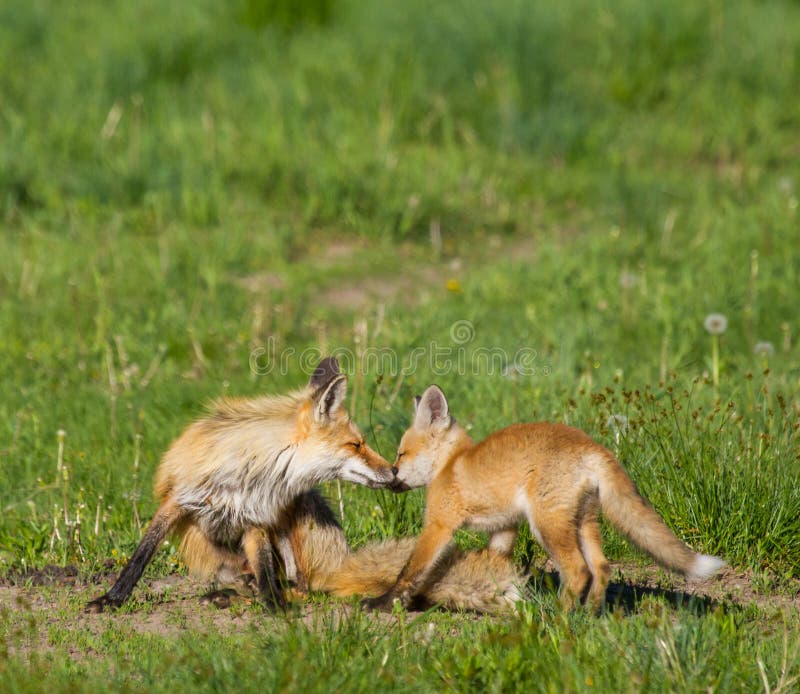 Mother Fox Kits Stock Photos - Free & Royalty-Free Stock Photos from ...