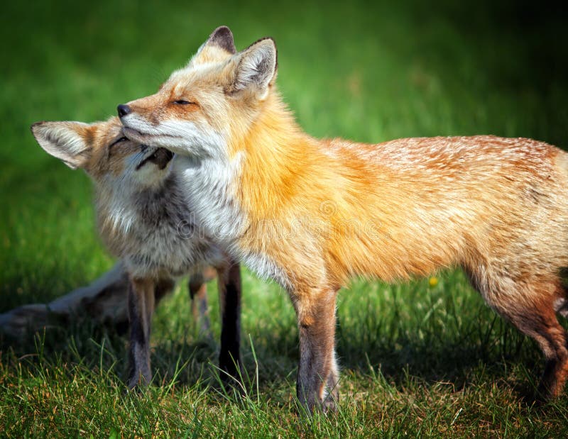 Fox Mom with Pup stock image. Image of wild, field, grass - 24834631