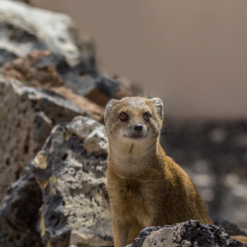 Fox mongoose stock image. Image of herpestidae, savannah - 35179669