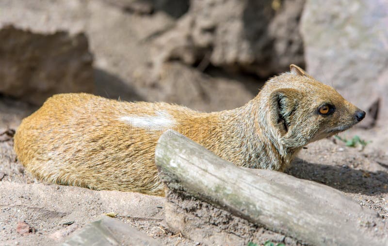Fox mongoose stock photo. Image of mammal, caught, caged - 169506288