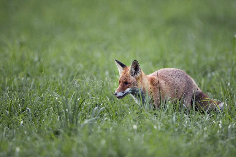 Fox in the morning dew stock image. Image of green, look - 36172971