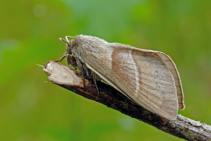 Fox moth stock image. Image of close, fauna, beauty, macro - 26994595