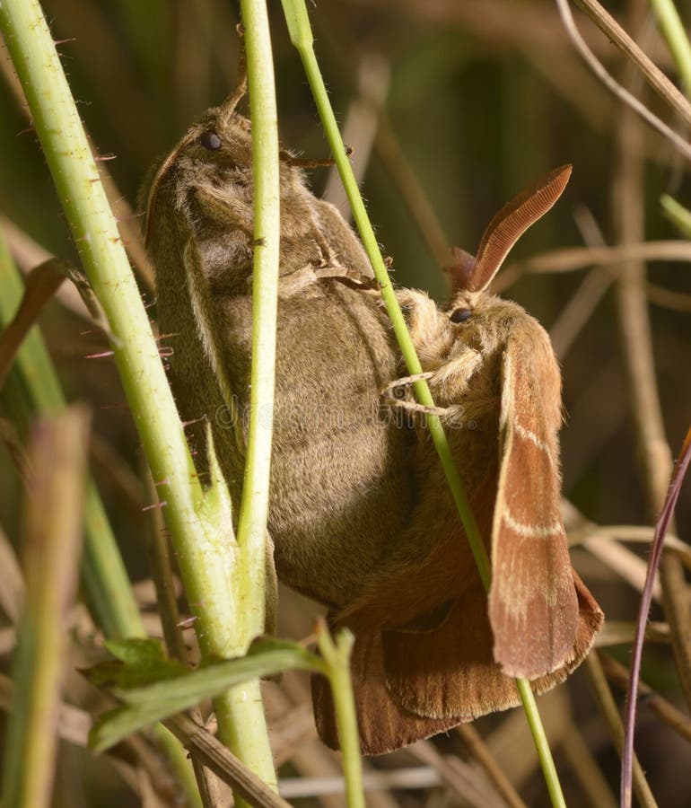 Fox Moths, Macrothylacia Rubi, Mating on a Grass Stock Photo - Image of ...