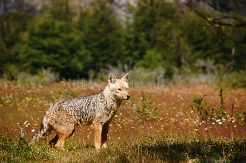 Fox in Nature stock image. Image of furtive, grass, four - 13126317