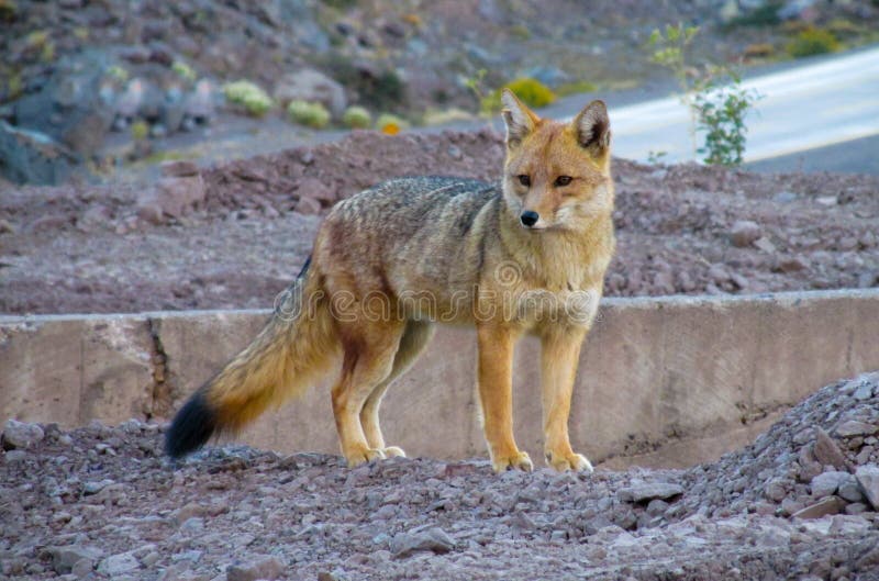 Fox in the nature stock image. Image of street, predator - 93014291