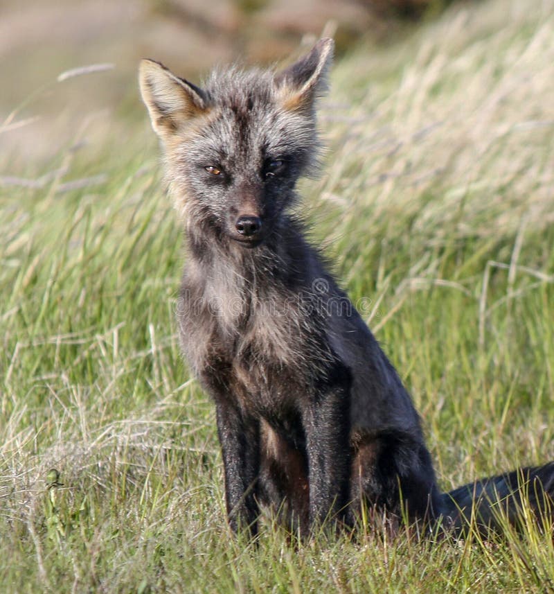 Fox stock photo. Image of wild, wildlife, newfoundland - 160762872