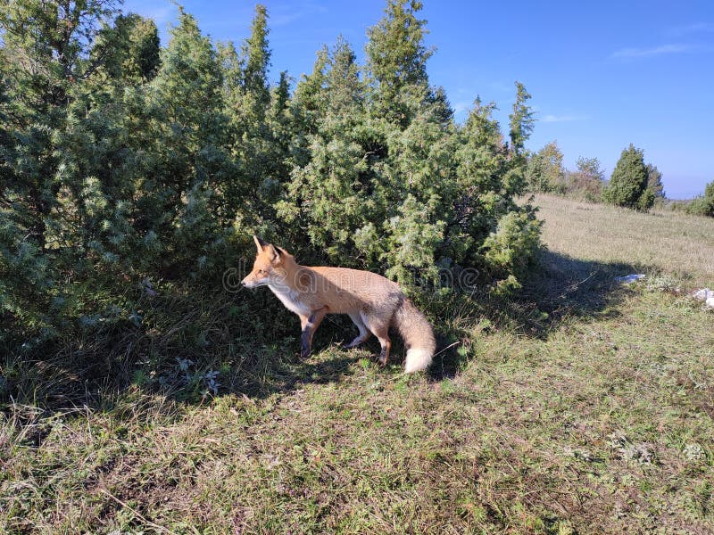 Fox in Nature Wildlife Outdoor Stock Photo - Image of nature, carnivore ...