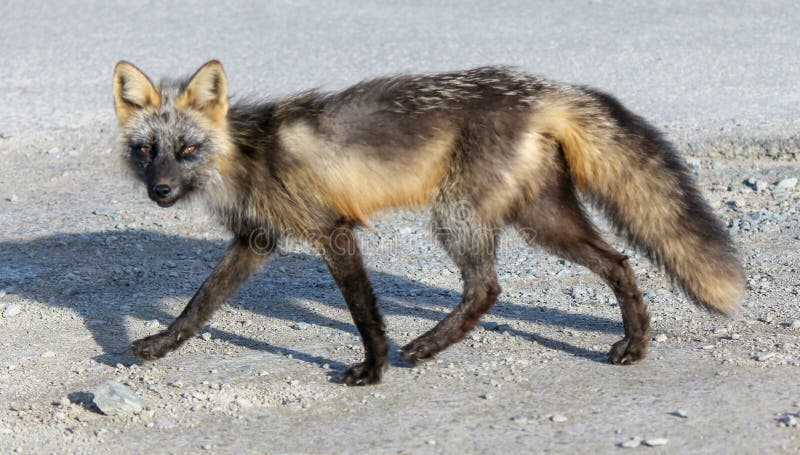 Fox stock image. Image of wildlife, naturw, newfoundland - 160762893