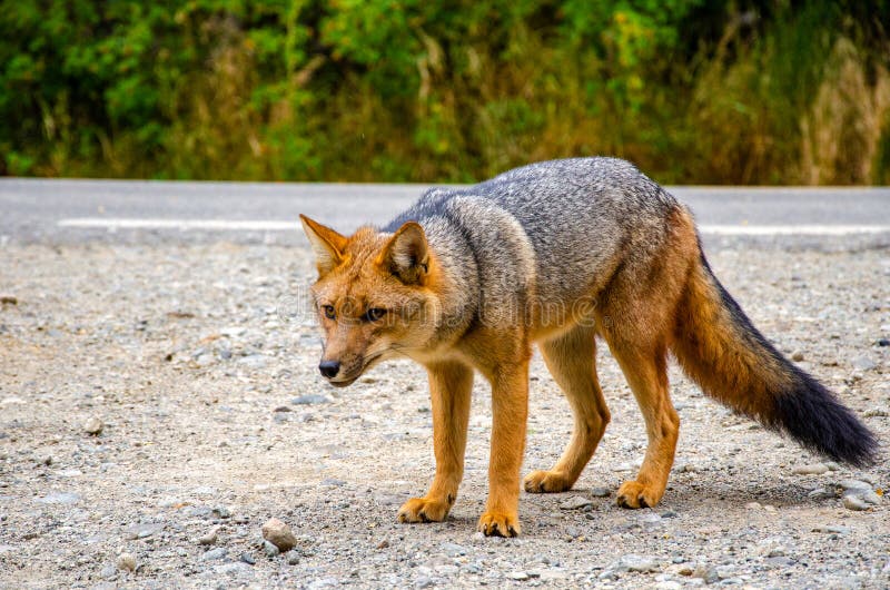 A fox next to a road stock image. Image of rodent, carnivore - 326274459