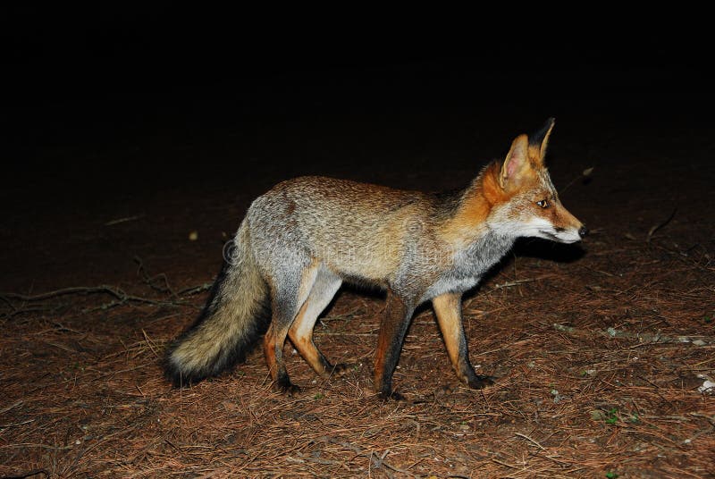 Fox in the night. stock photo. Image of invertebrate - 11351054