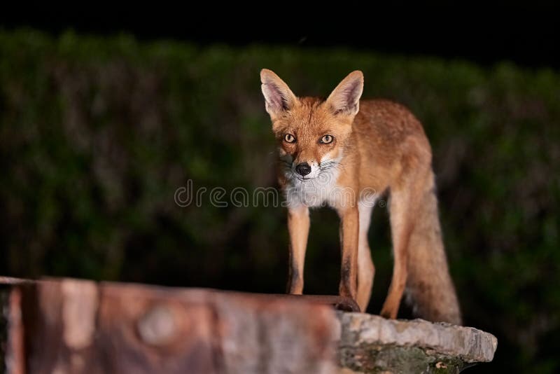 Fox at Night in the Countryside Stock Image - Image of cottage, night ...