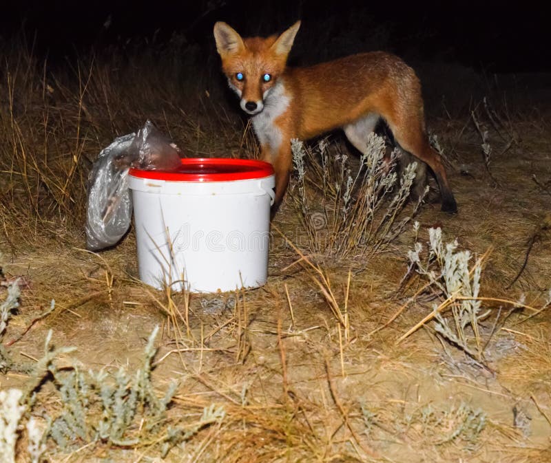 The Fox at Night is Looking for Food. the Fox is Next To a White Stock ...