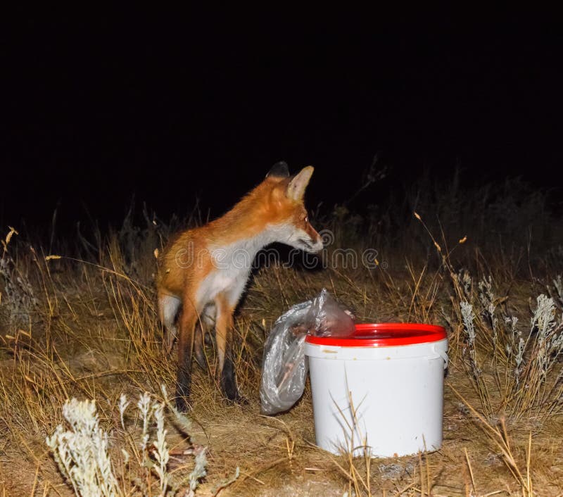 The Fox at Night is Looking for Food. the Fox is Next To a White Stock ...