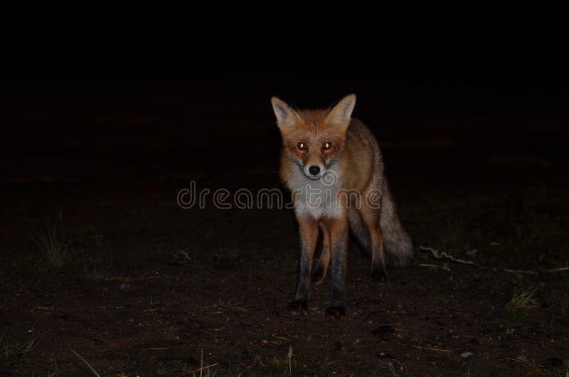 Good Night Fox Stock Photos - Free & Royalty-Free Stock Photos from ...