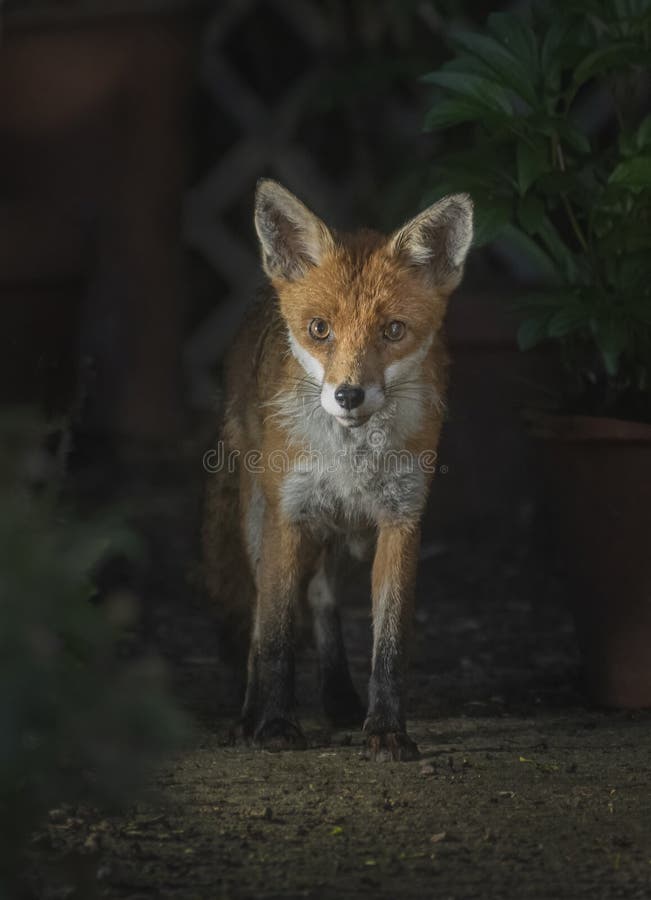 Fox at Night Time in Garden Stock Image - Image of urban, time: 248116875