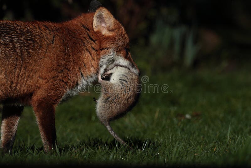 Fox at night. stock photo. Image of mammal, dark, wildlife - 241814904