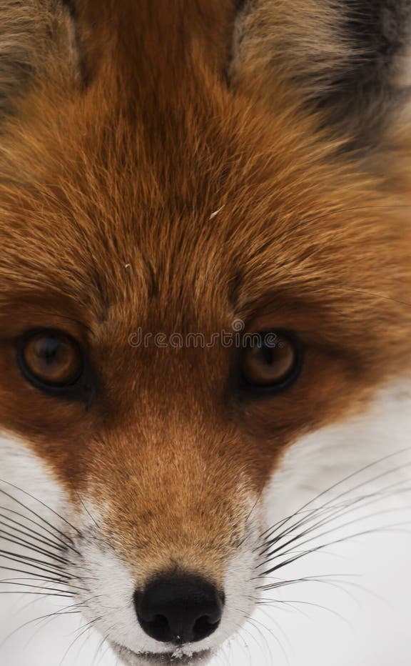 Fox nose stock photo. Image of predator, foxes, head - 67887516