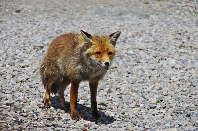 Fox not scared by human stock photo. Image of sunny, field - 82290910