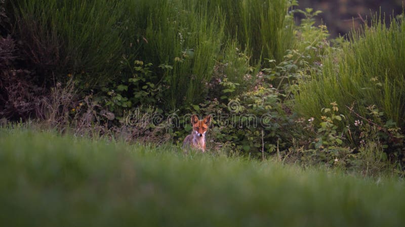 Fox Observing the Surroundings Stock Photo - Image of espaaplusmn ...
