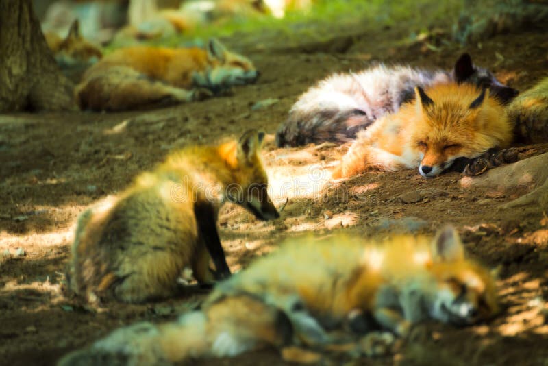Fox Pack , Fox Village, Miyagi , Japan Stock Photo - Image of home ...