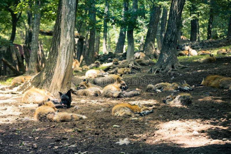Fox Pack , Fox Village, Miyagi , Japan Stock Photo - Image of brown ...