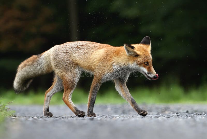 Fox on path stock photo. Image of habitat, coat, predator - 45905370