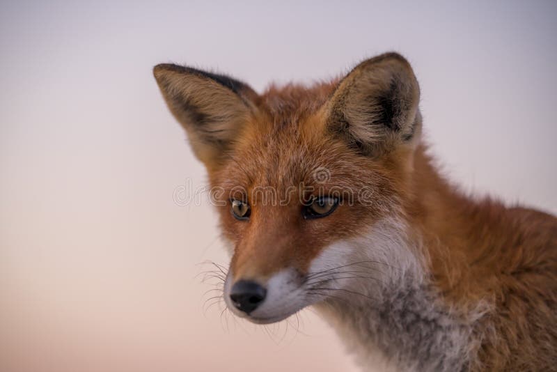 Fox on the Pier in Hirtshals, Denmark. Stock Image - Image of evening ...