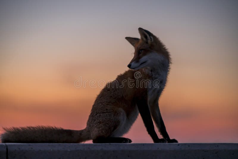 Fox on the Pier in Hirtshals, Denmark. Stock Image - Image of sunrise ...