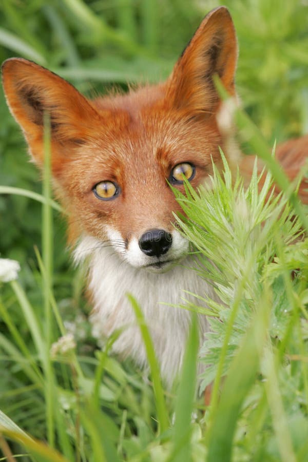 Fox portrait stock photo. Image of grass, vertebrate - 18532352