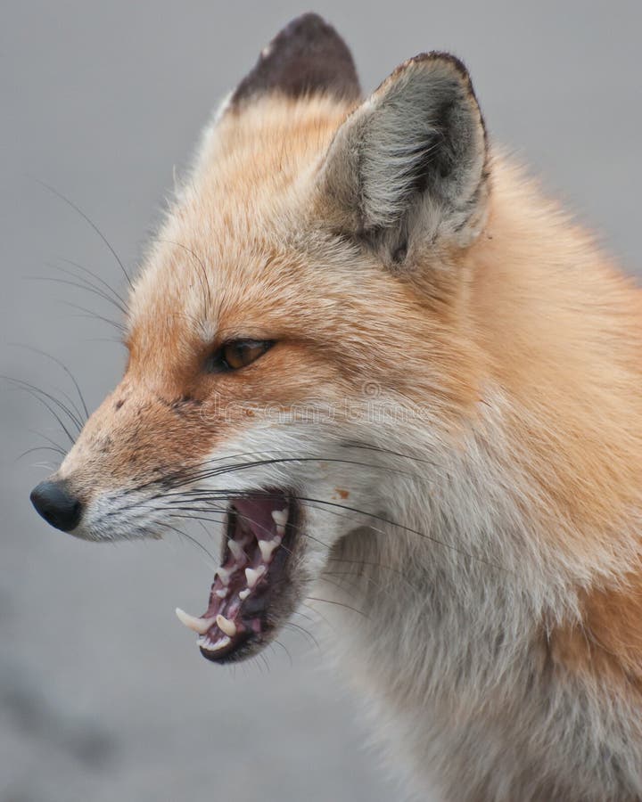 The aggressive fox stock image. Image of aggression - 177246707