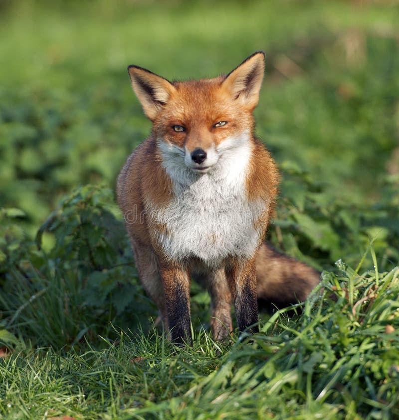 Angry red fox stock image. Image of vulpes, nature, grass - 74878001