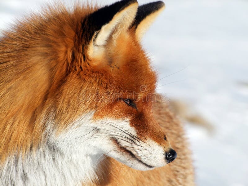 Fox Portrait stock image. Image of animals, mountains - 29559731