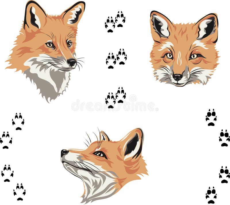 Fox, Portrait, Fox S Snout, Vector, Silhouette, Set Stock Vector ...