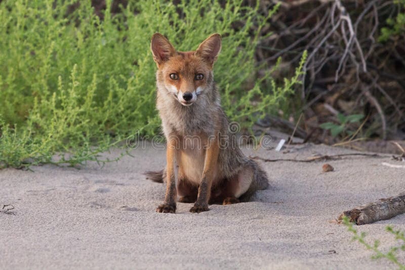 Fox portrait stock photo. Image of nature, grass, predator - 206273518