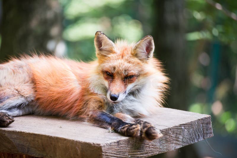 Fluffy Cute Red Fox Portrait In Winter , Zao , Miyagi , Tohoku Area ...